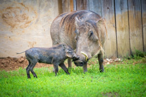 Our Animals - The Houston Zoo